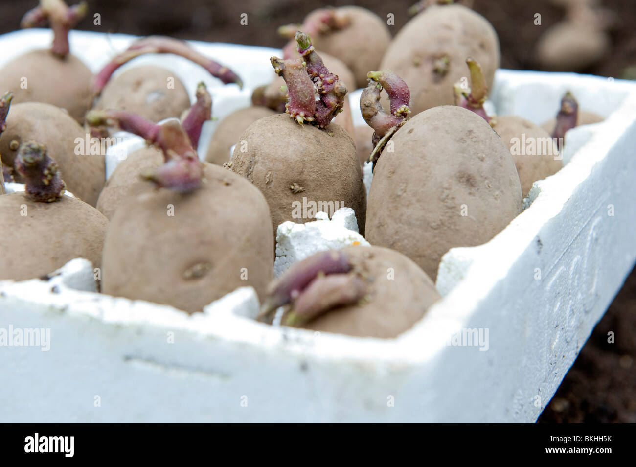 A tray of sprouted potatoes chitting ready to plant in organic raised ...