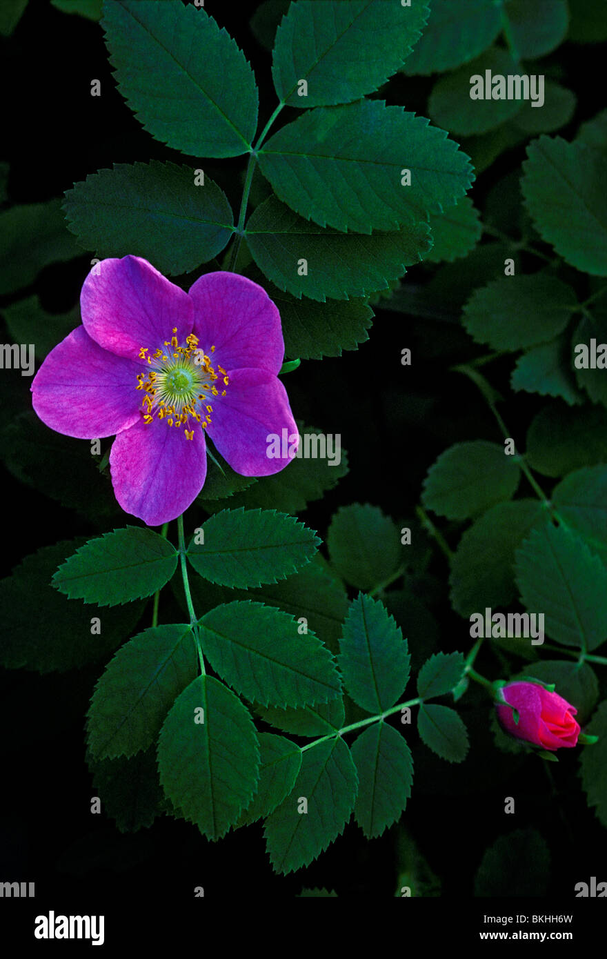 Wild Rose- Arapahoe National Forest, Colorado US Stock Photo - Alamy