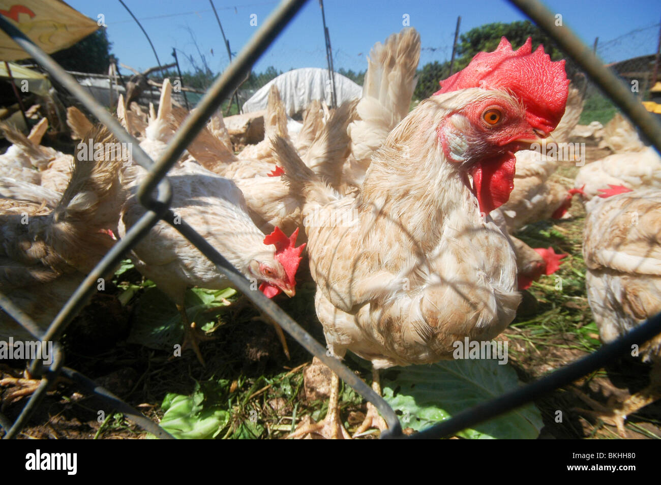 Israel, Ecological farm, Free roaming chickens Stock Photo - Alamy