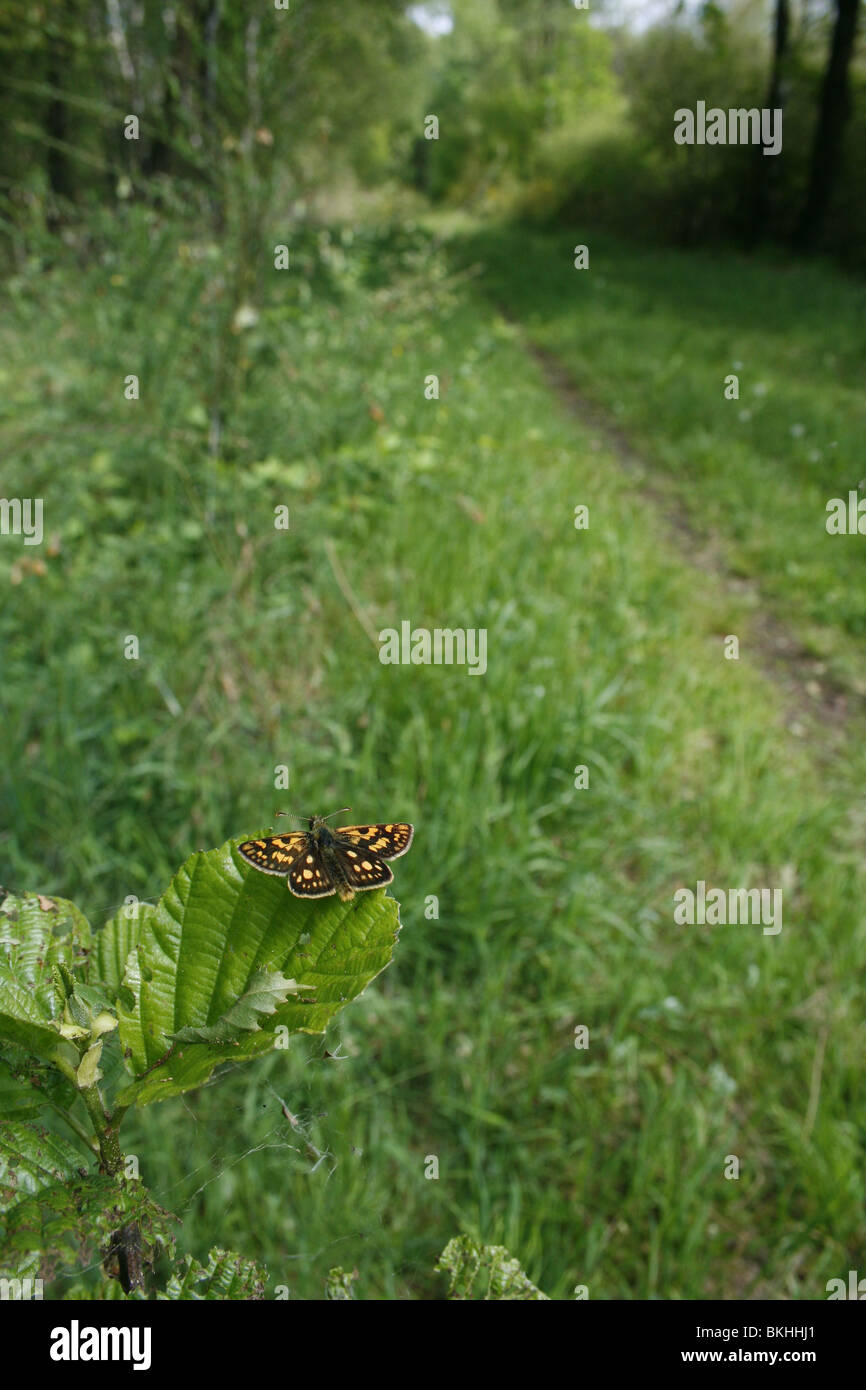 Bont dikkopje langs vochtige bosrand hi-res stock photography and ...