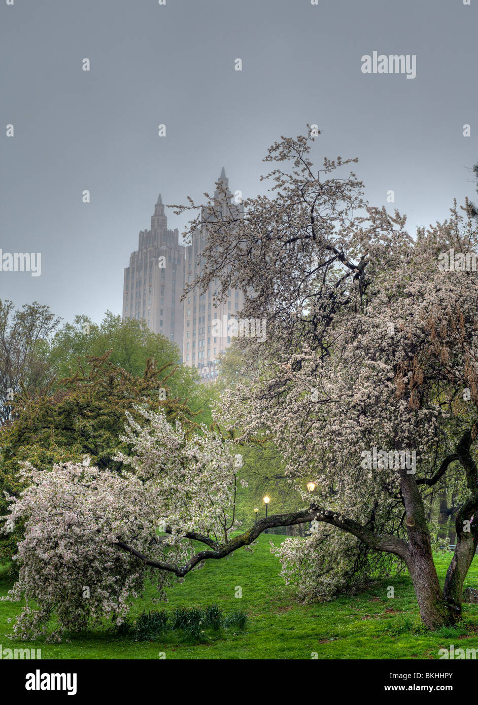 Spring in Central Park on a cloudy day with cherry trees in bloom Stock ...