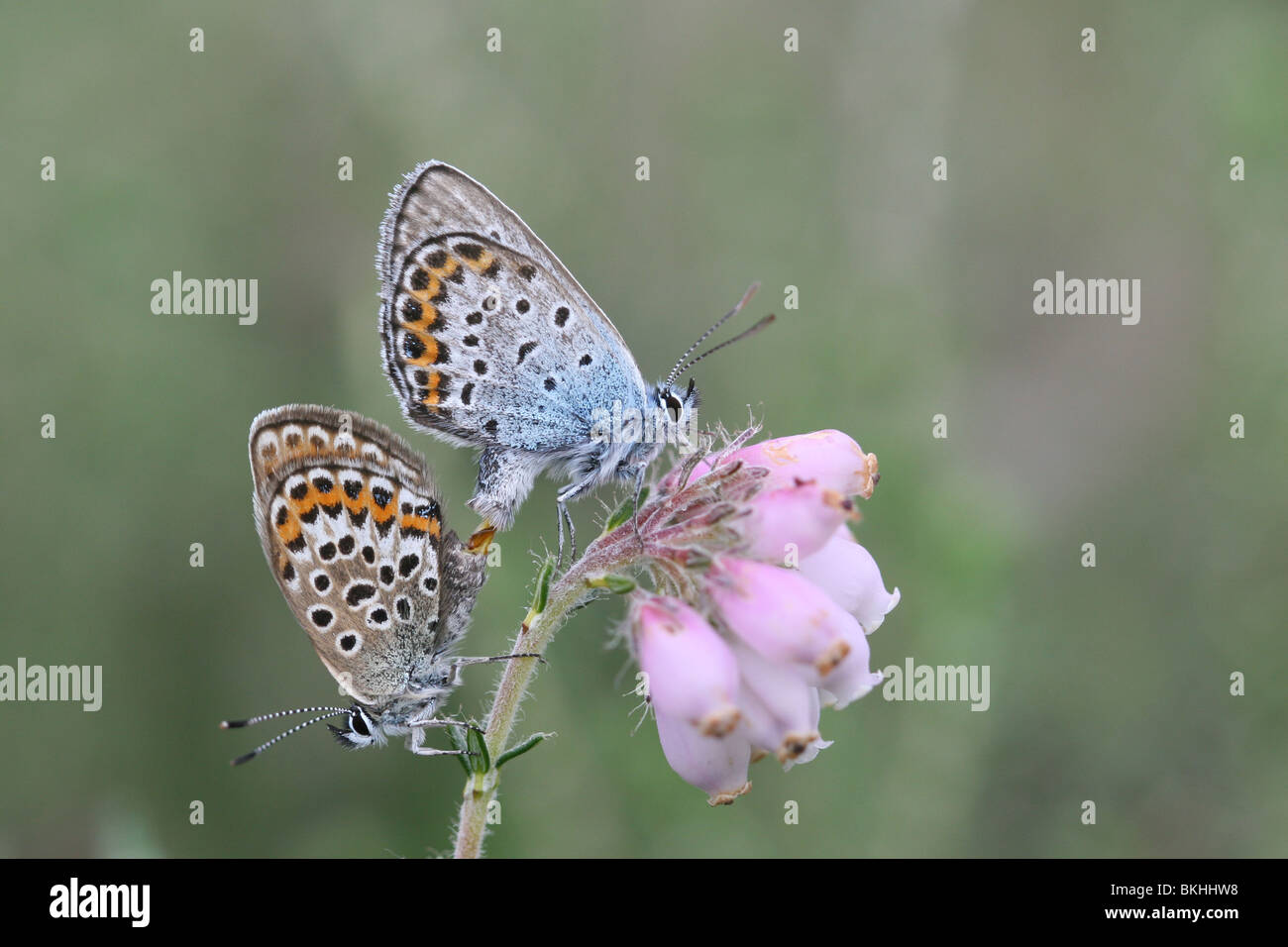 Mating silver-studded blue on bog heather Stock Photo - Alamy