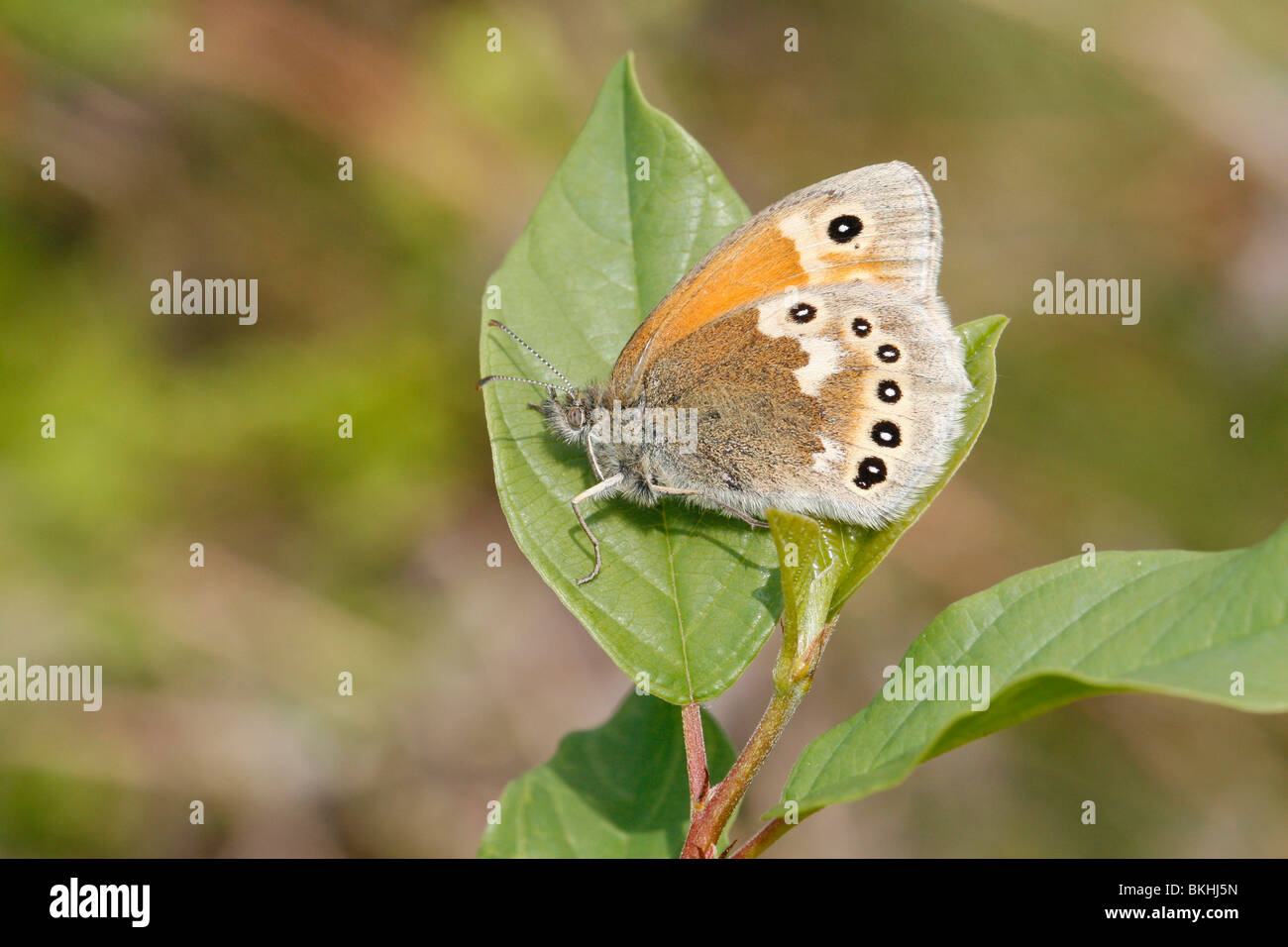 veenhooibeestje vrouwtje op blad van vuilboom; female large heath on ...