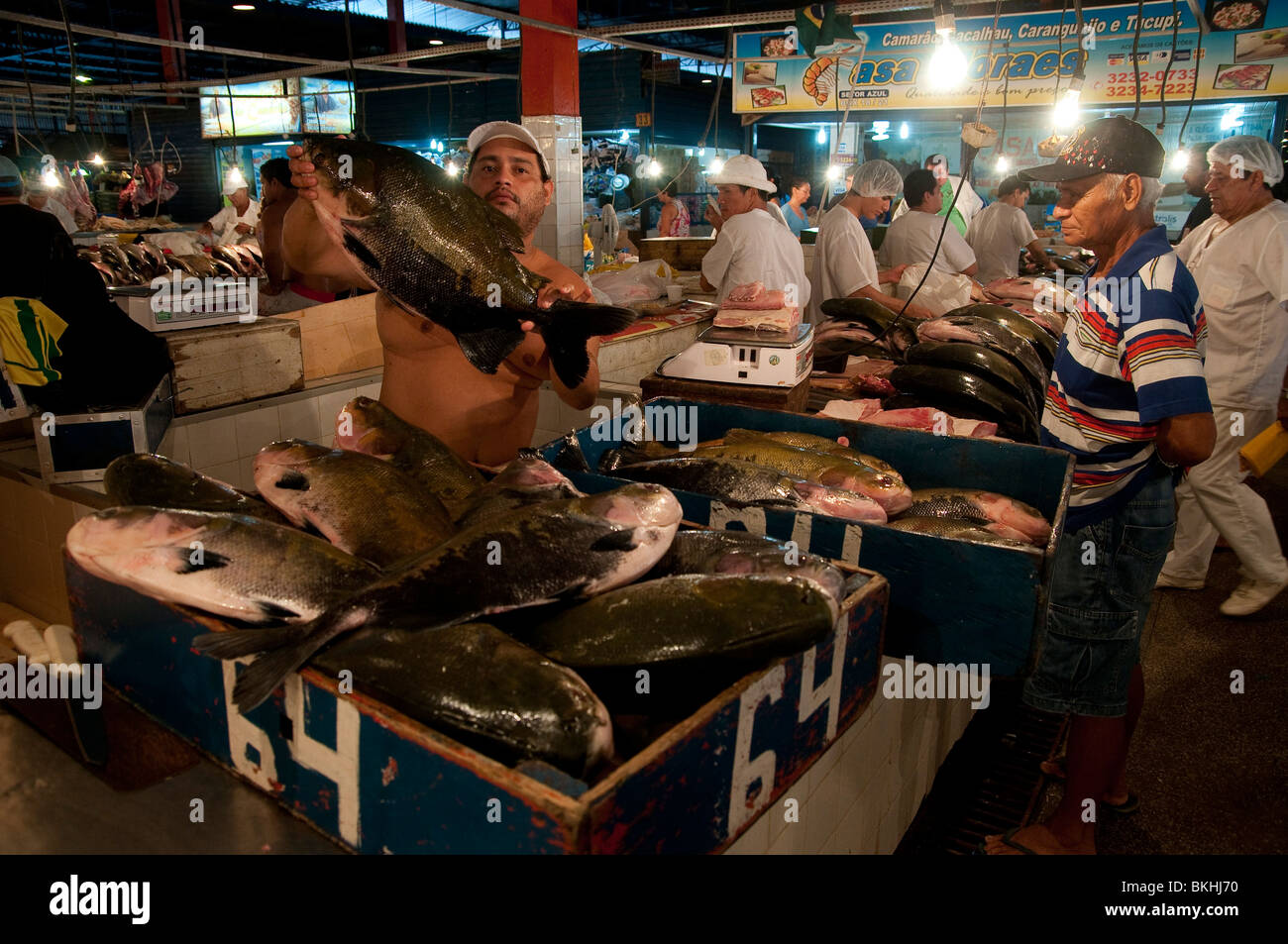 Manaus City Market The tambaqui ( Colossoma macropomum ) is a South ...