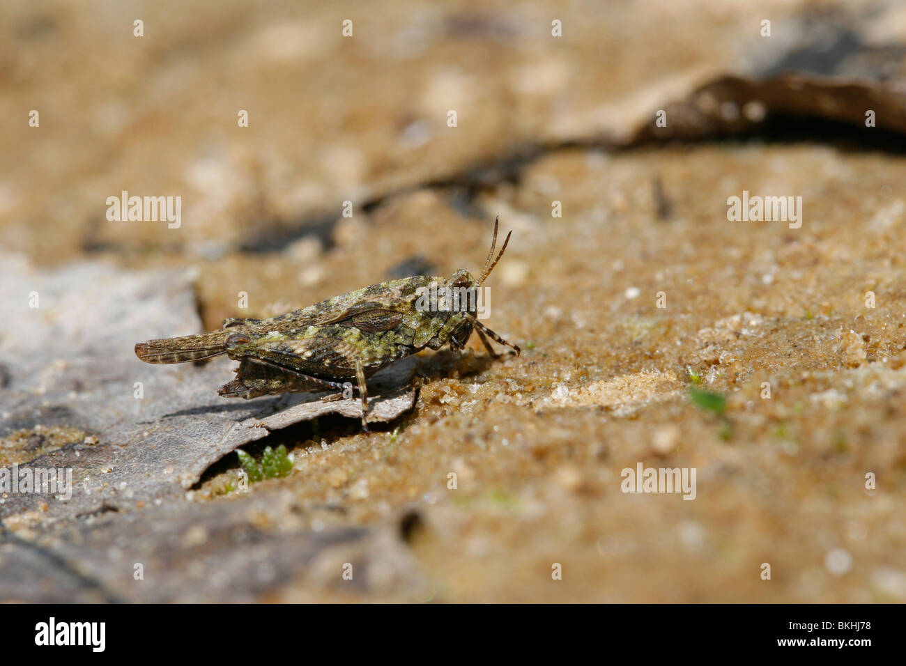 Ground hopper hi-res stock photography and images - Alamy