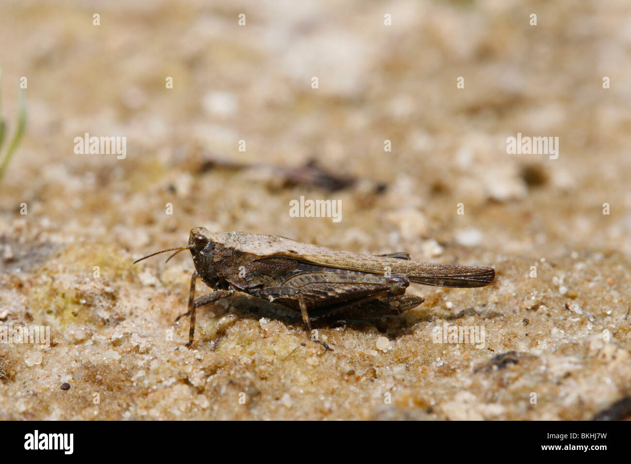 Ground hopper hi-res stock photography and images - Alamy