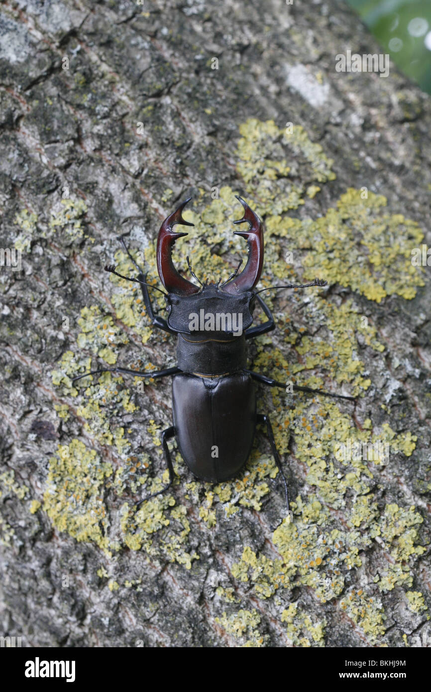 English stag beetle hi-res stock photography and images - Alamy