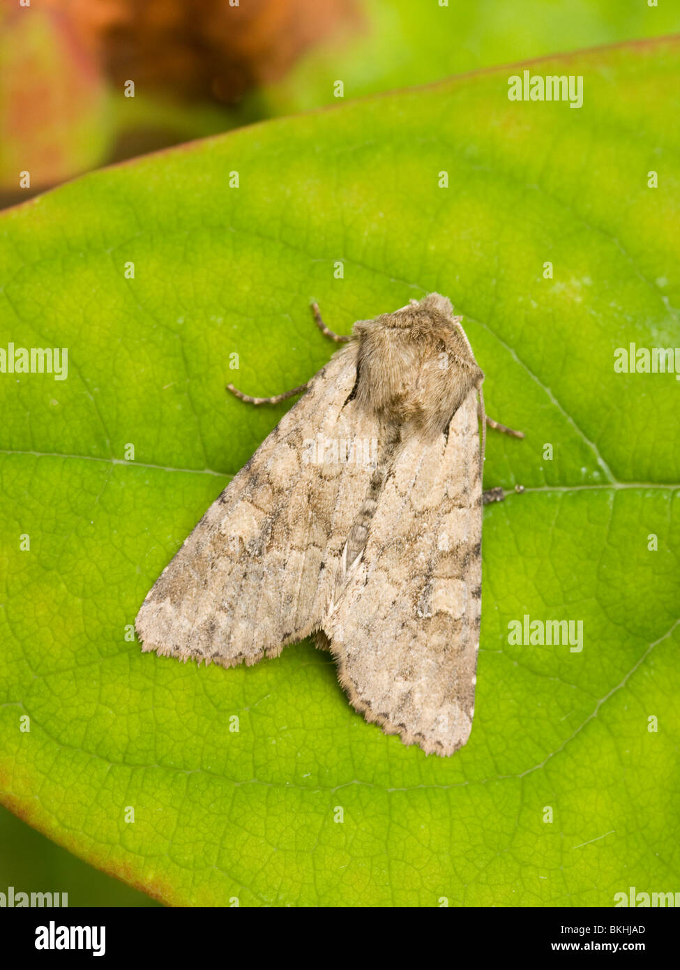 Kweekgrasuil rustend op een helder groen blad. Rustic Shoulder-knot ...
