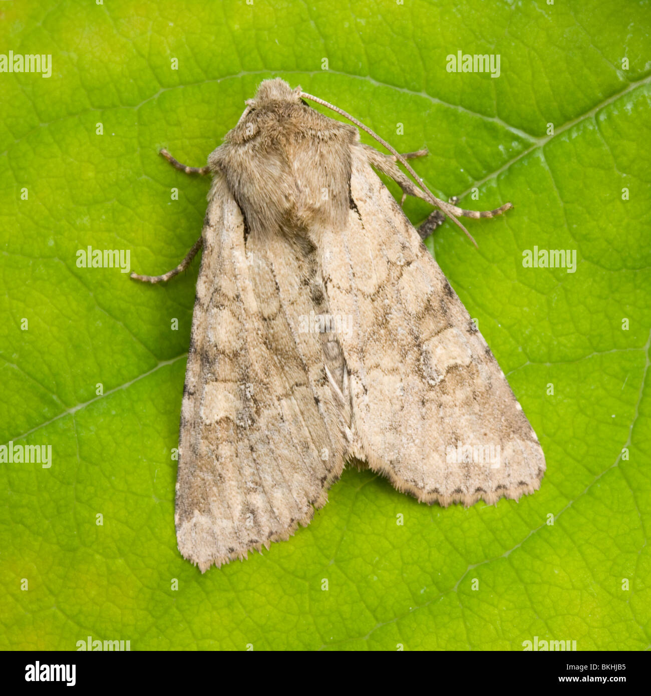 Shoulder op hi-res stock photography and images - Alamy