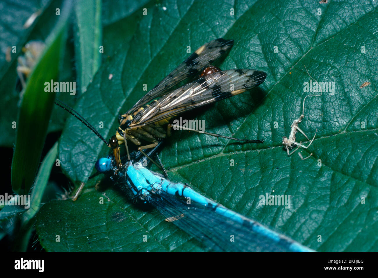 Common scorpion-fly female (Panorpa communis) scavenging on the corpse ...