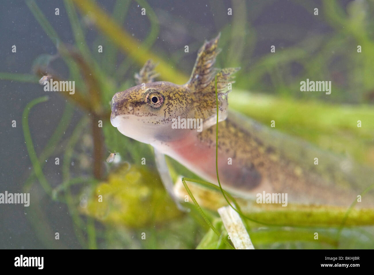 Larvae of Smooth Newt (Lissotriton vulgaris Stock Photo - Alamy