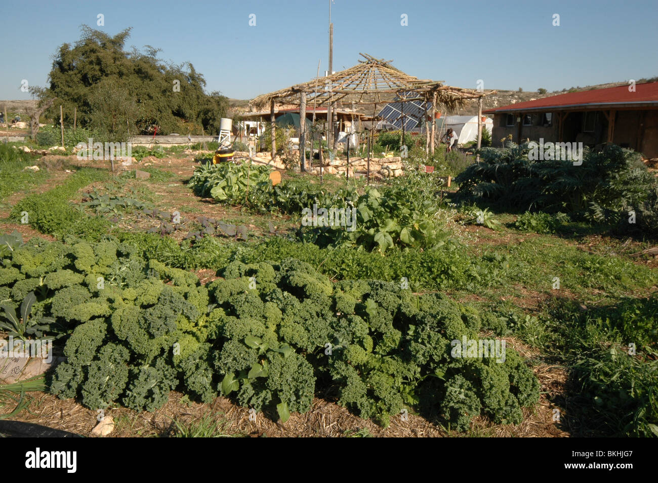 Israel, Ecological farm, Organic farming Stock Photo - Alamy