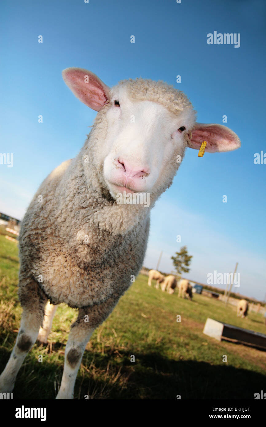 White face of sheep hi-res stock photography and images - Alamy