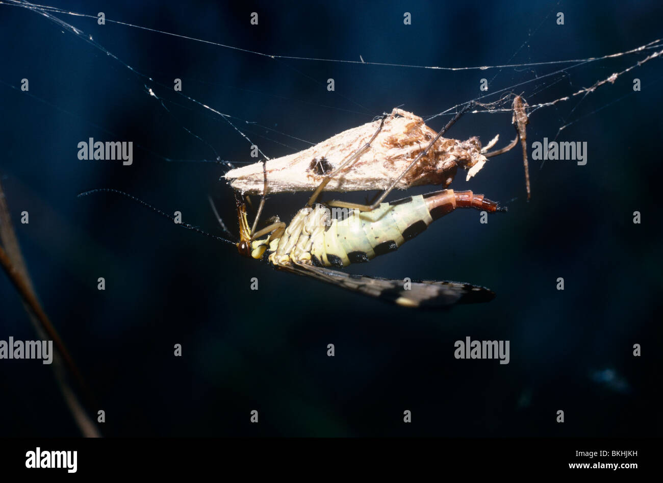 Spider eating moth hi-res stock photography and images - Alamy
