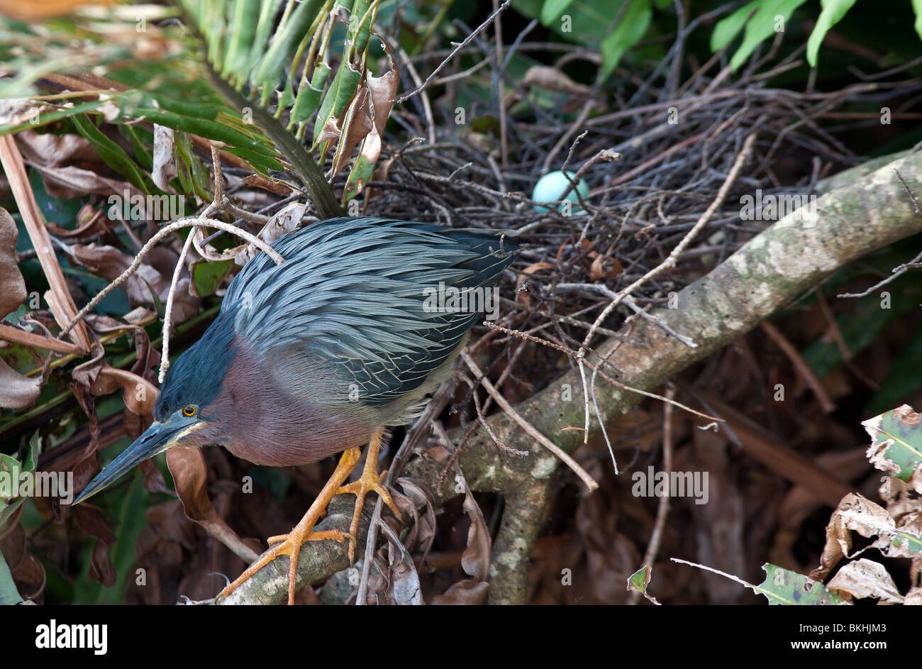 Green Heron Neck Gif