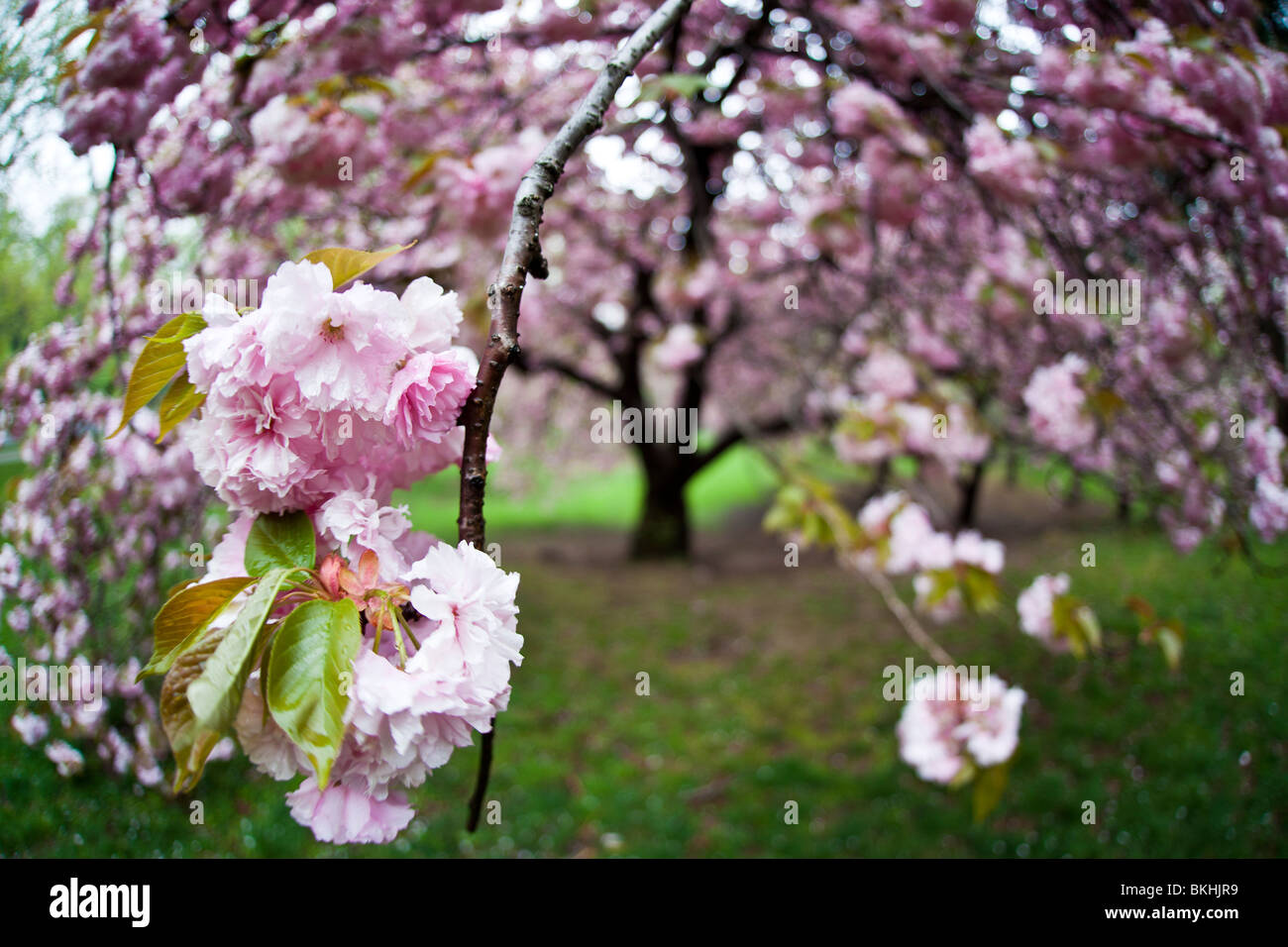 Spring in Central Park on a cloudy day with cherry trees in bloom Stock ...