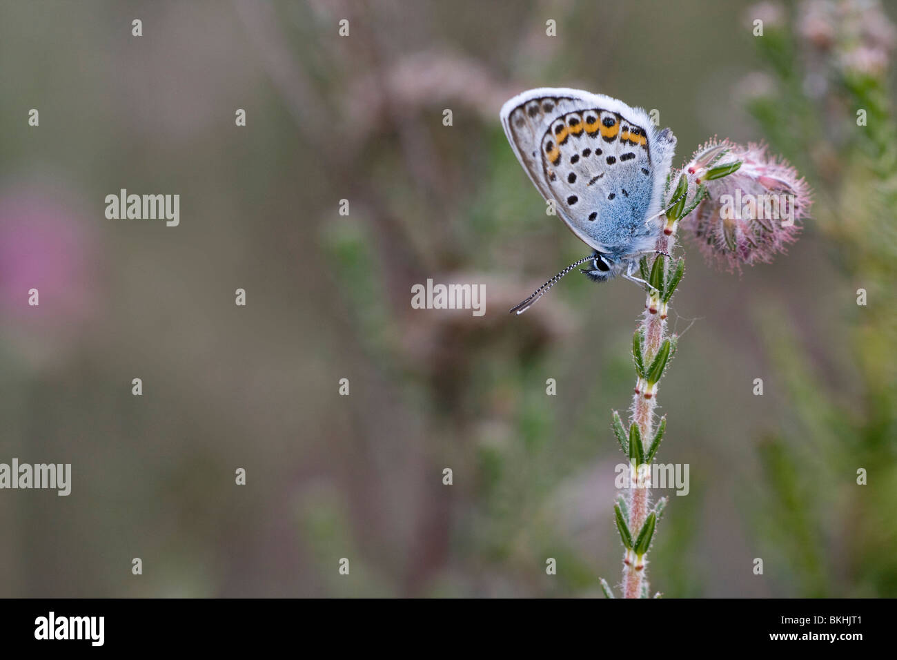A Silver-studded Blue Stock Photo - Alamy