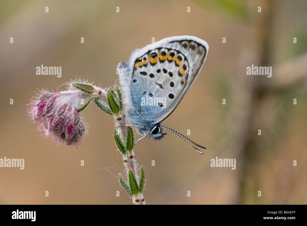 Plebeius hi-res stock photography and images - Alamy