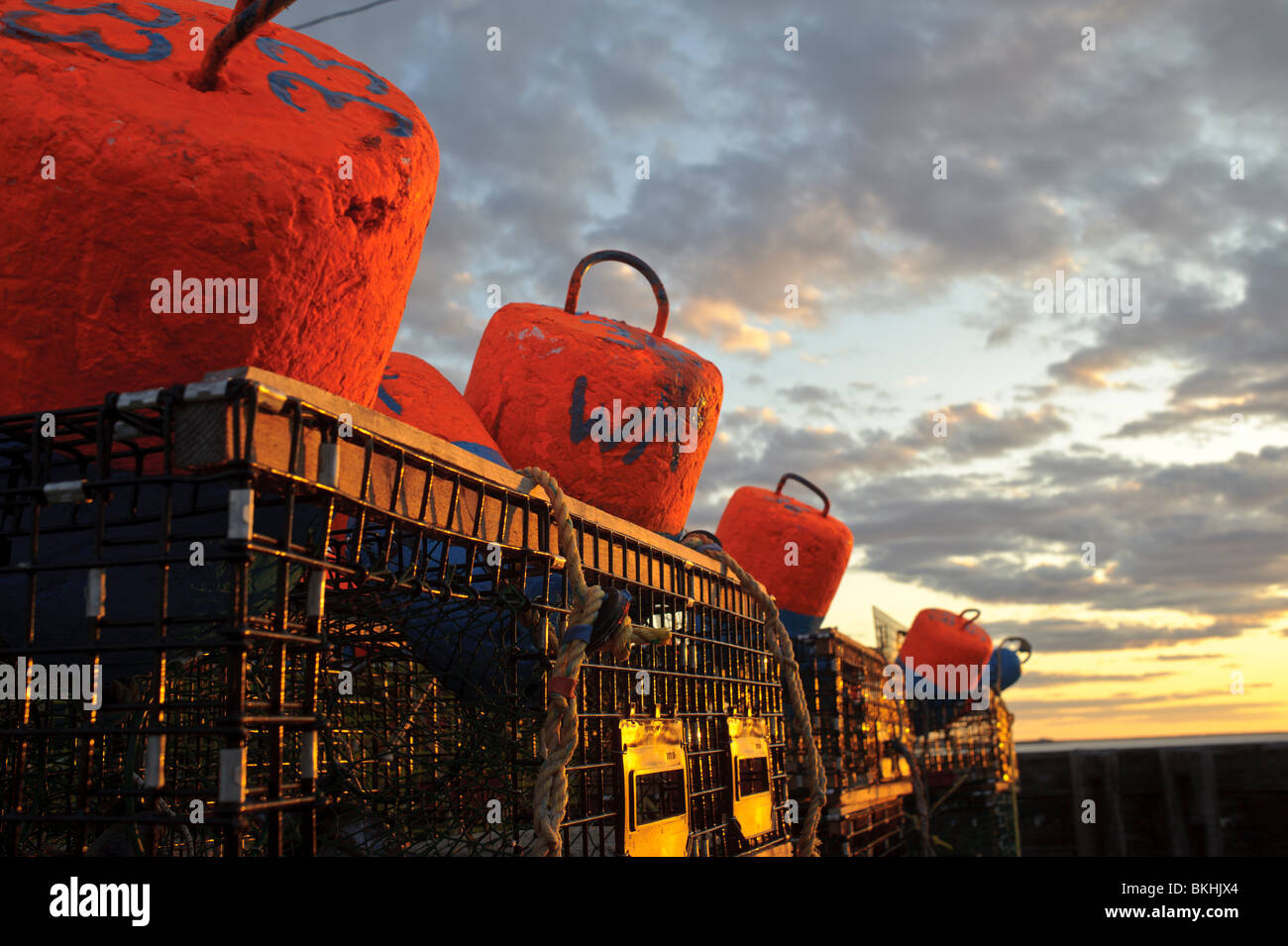 Lobster traps and buoys at sunset on Escuminac Wharf on Miramichi Bay ...