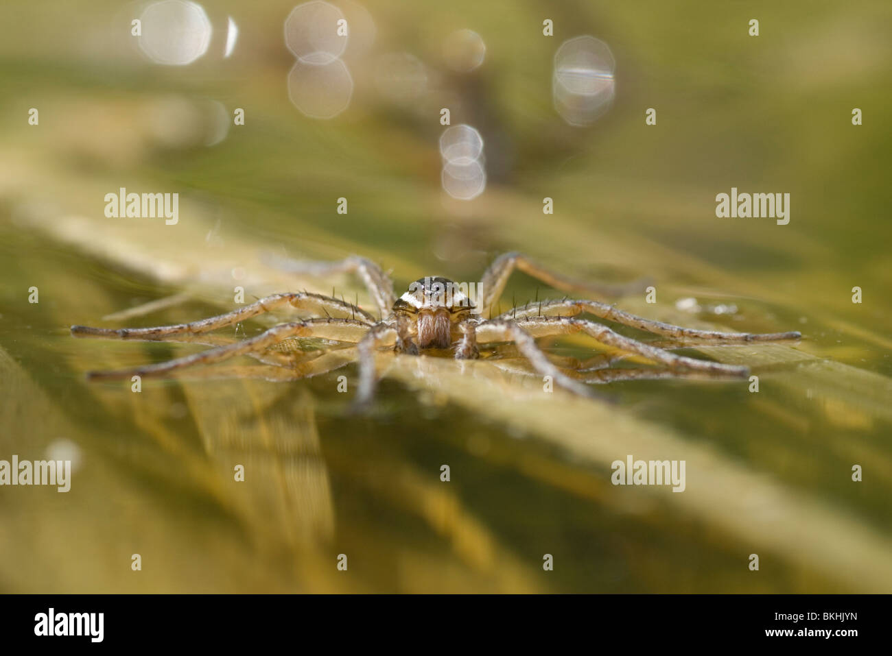 A six-spotted Fishing Spider sitting on the water,This spider uses the ...