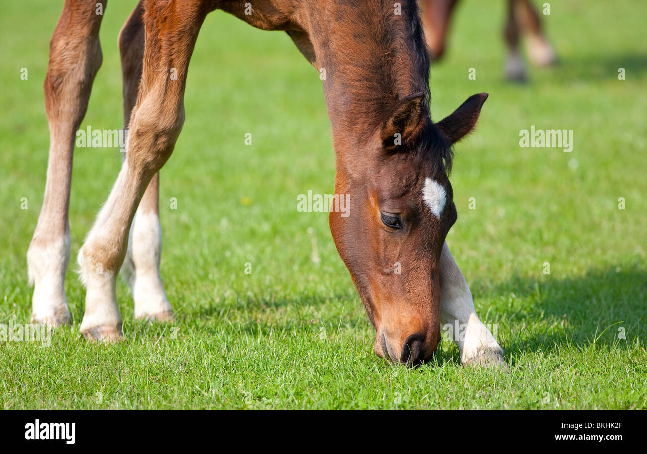 Foal grazing Stock Photo - Alamy