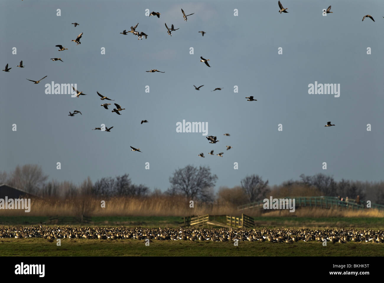 Brandgans; Barnacle Goose; Branta leucopsis.; Kolgans; Greater White ...