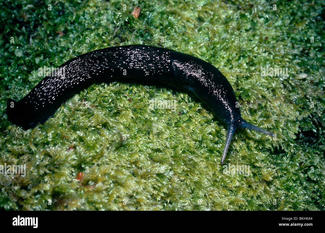 Ash-black / Ash-grey / black keel back slug (Limax cinereoniger ...