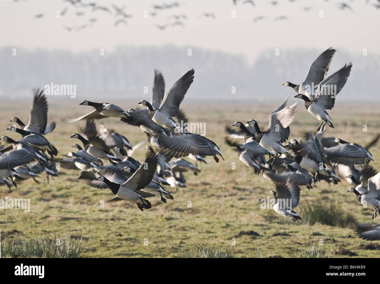 Barnacle Geese group starting to fly Stock Photo - Alamy