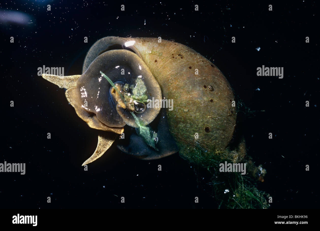 Great pond snail (Lymnaea stagnalis) crawling beneath the meniscus on ...