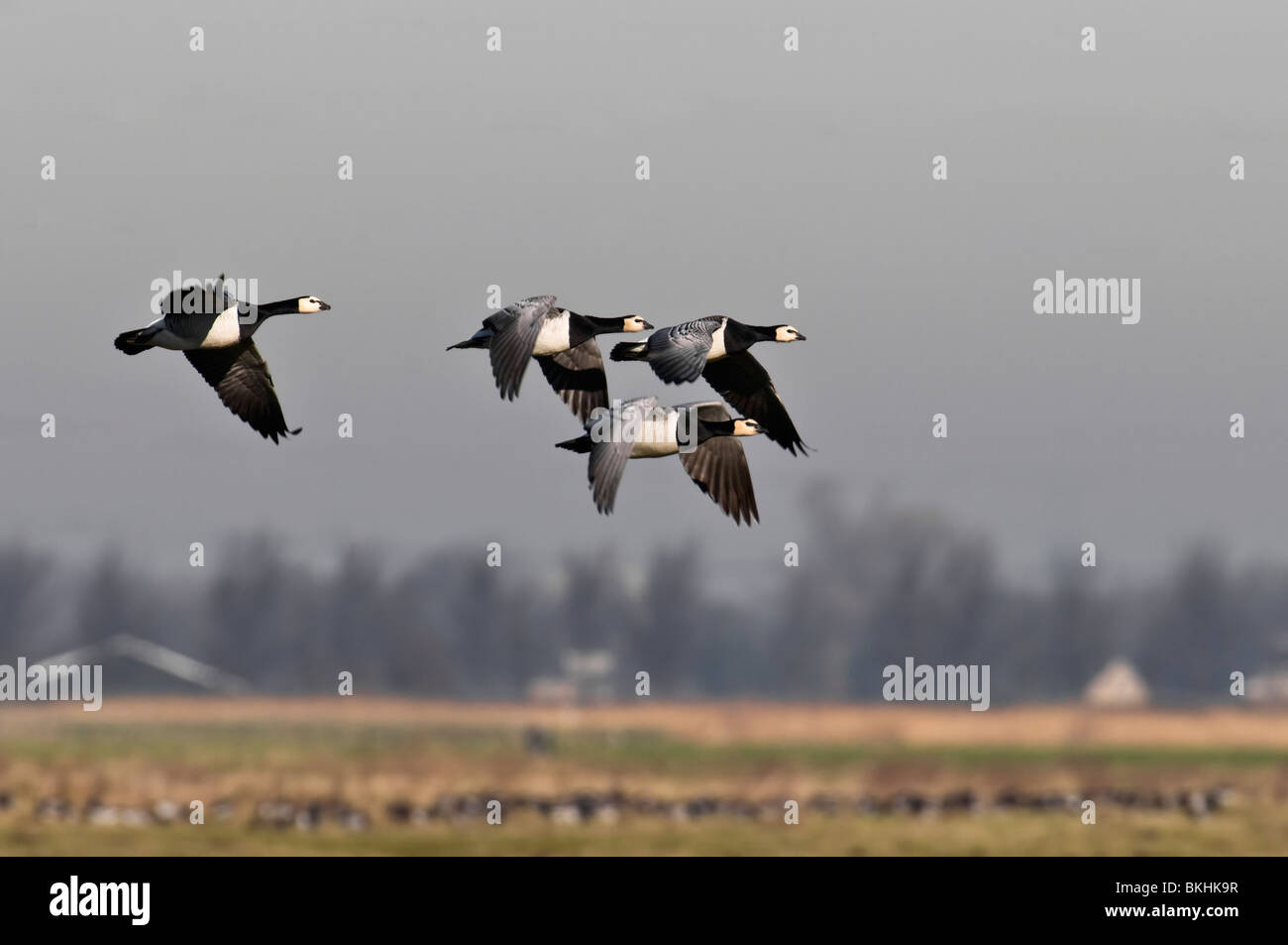 Barnacle Goose small group flying low Stock Photo - Alamy