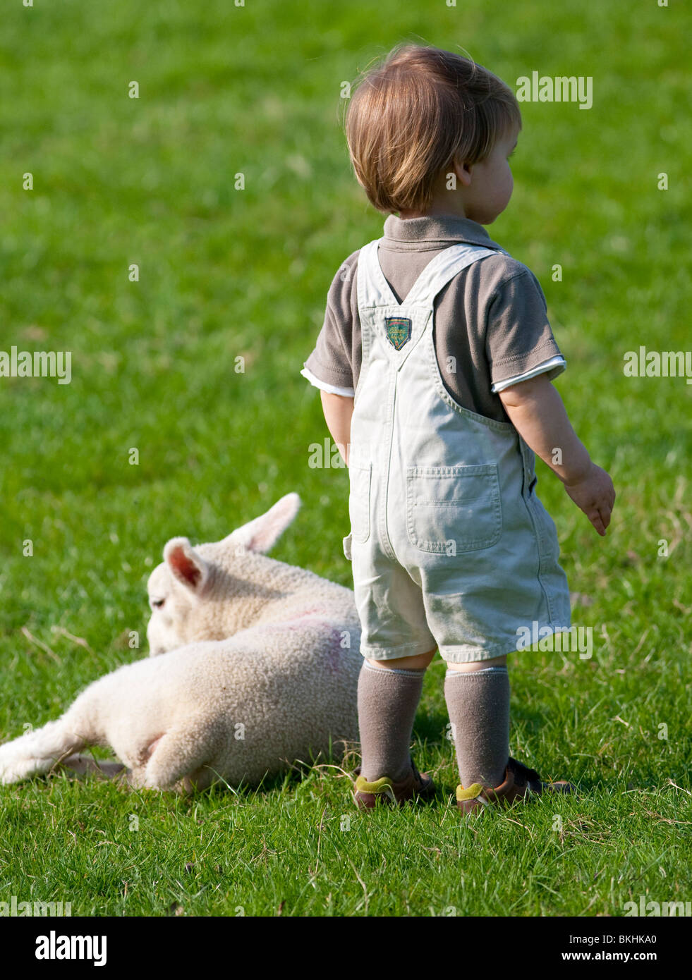 Young child standing in a field with a lamb lying beside him .Full ...