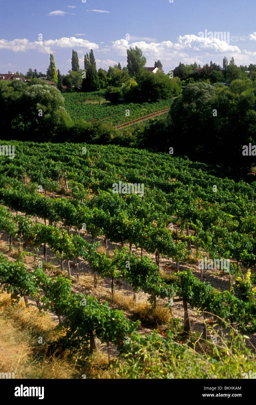 grapevine, grapevines, grapegrower, grapegrowing, grape vineyard, grape ...