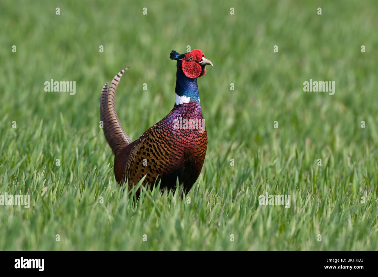 Fazant hi-res stock photography and images - Alamy