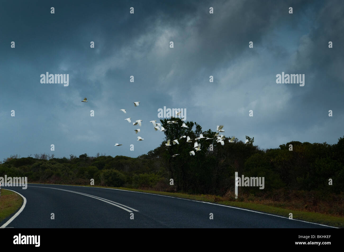 Parrots road hi-res stock photography and images - Alamy