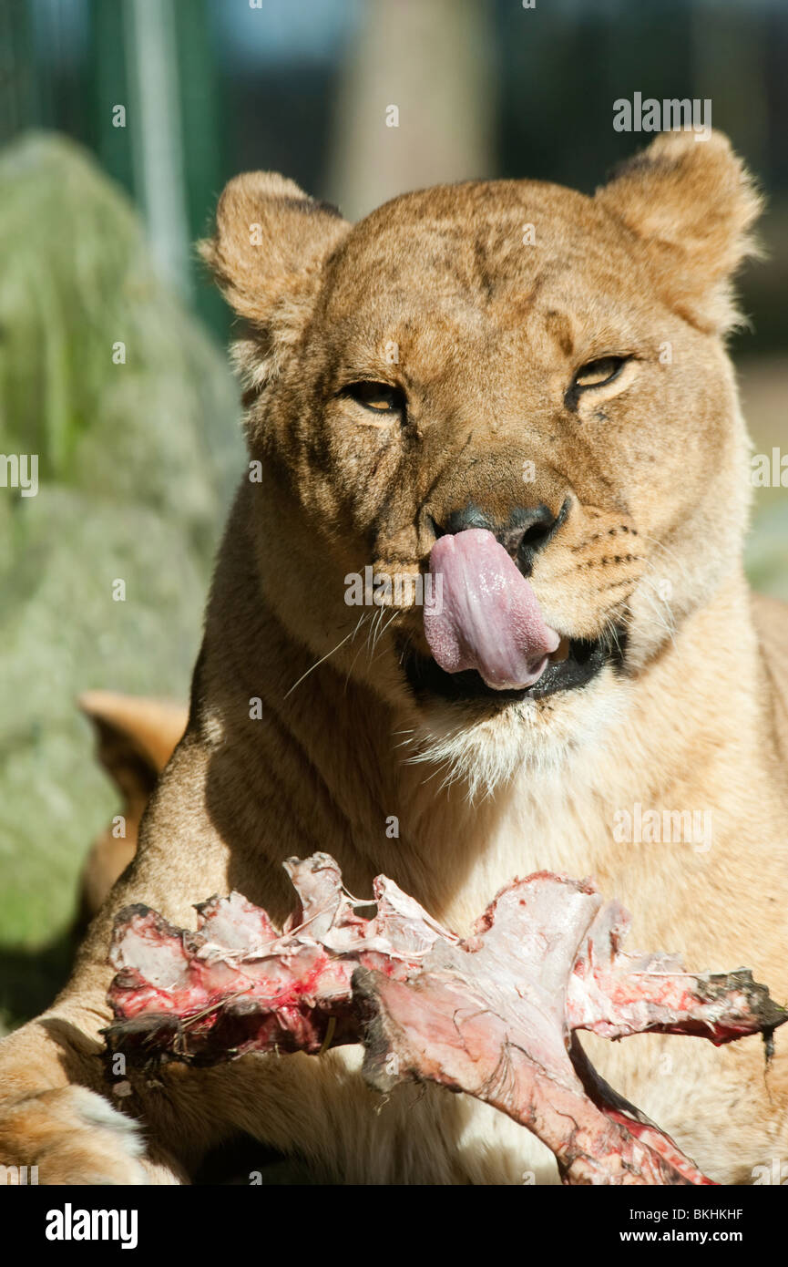 Lion eating prey hi-res stock photography and images - Alamy