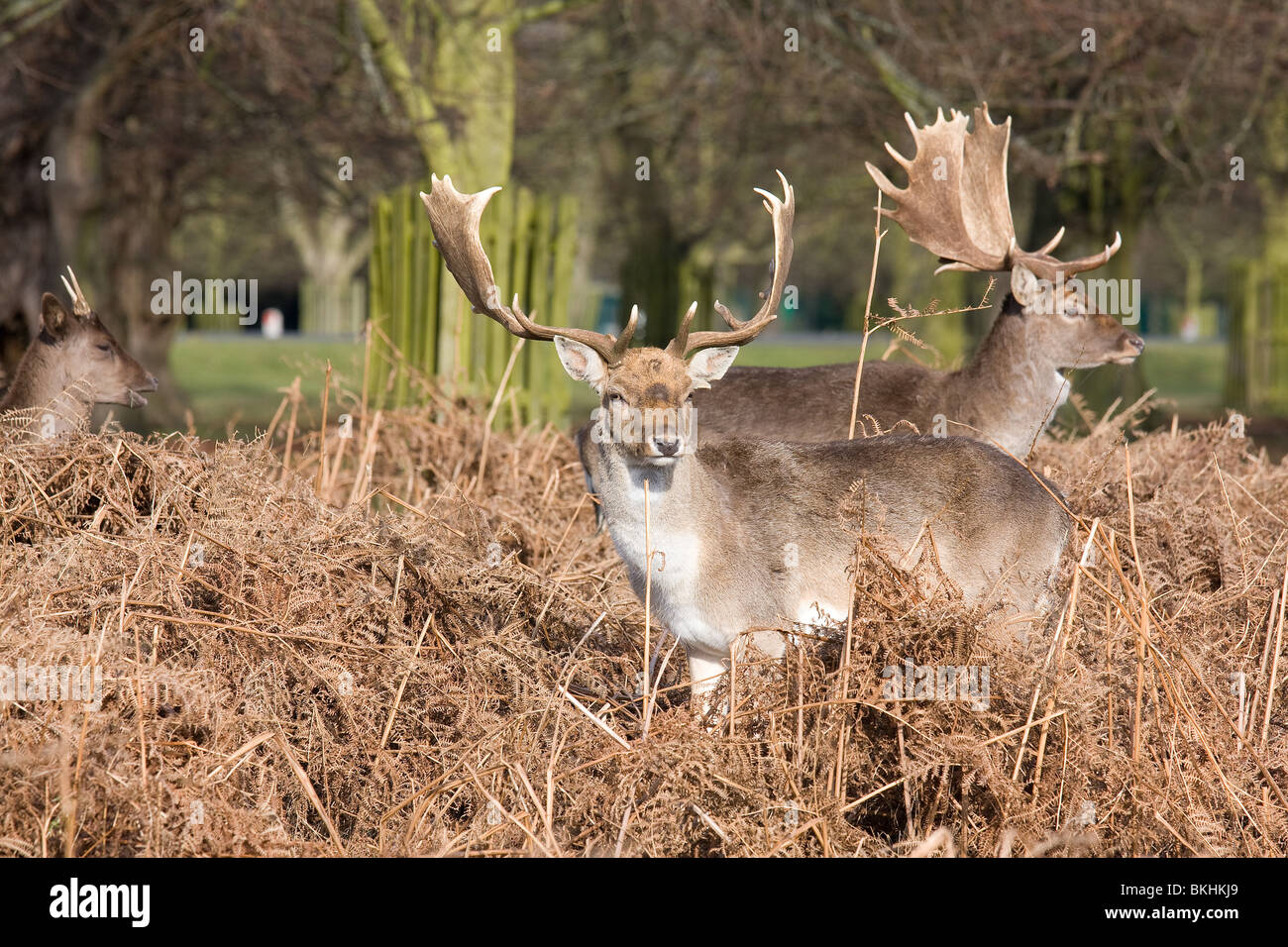 A fallow deer stag standing in the heather Stock Photo - Alamy