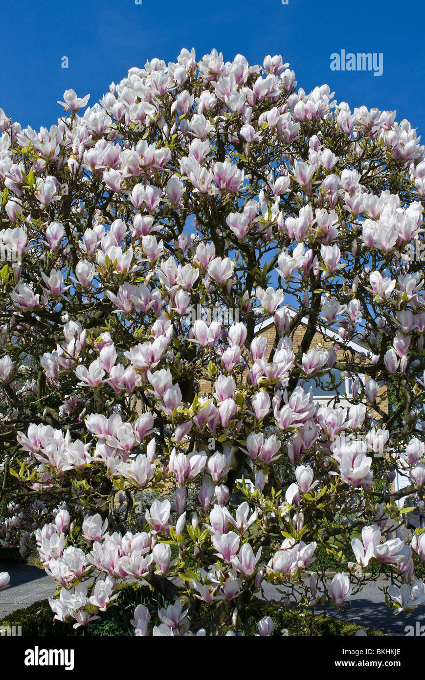 Beautiful tree smothered in white blossom hi-res stock photography and ...