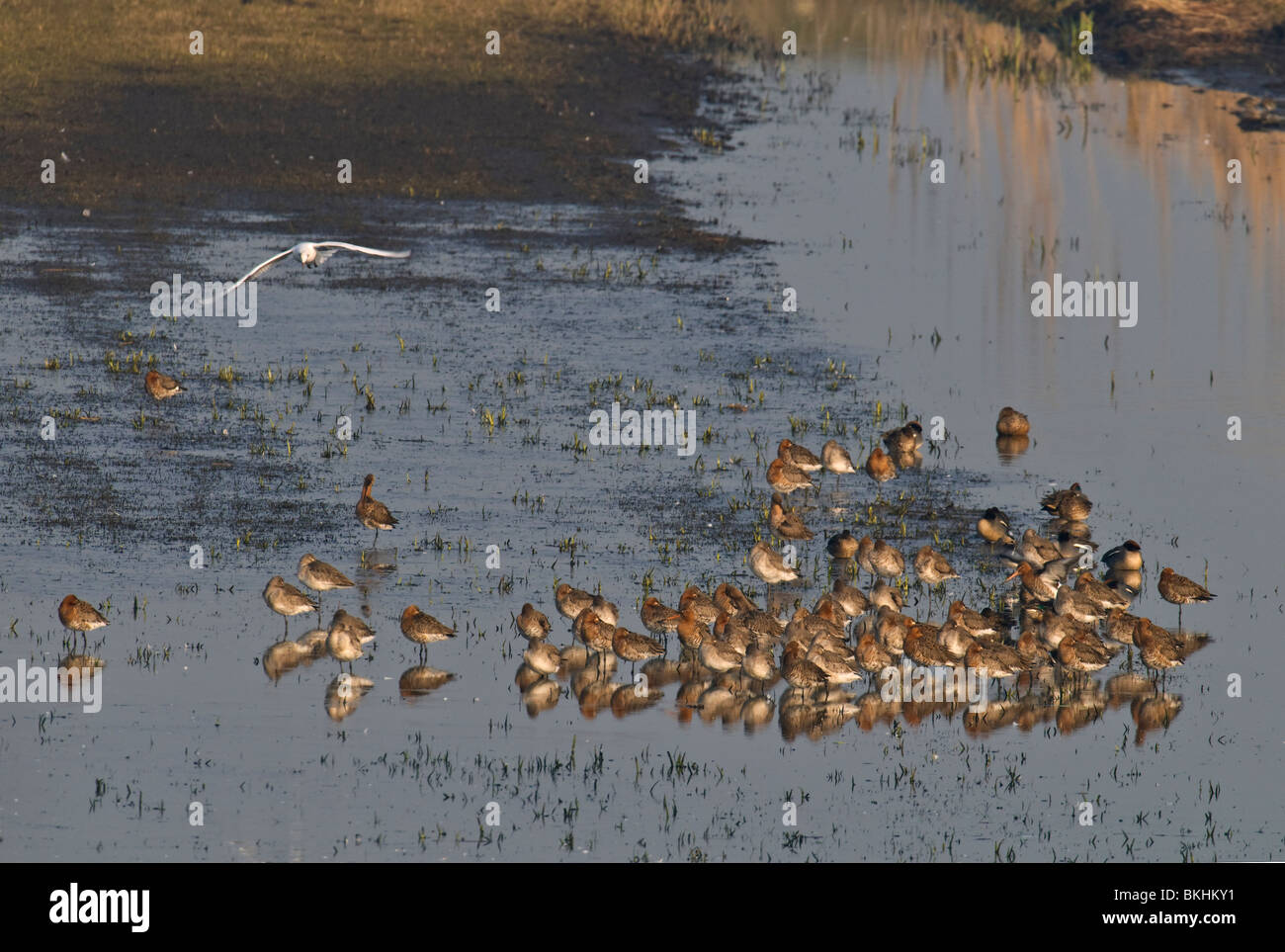 Inundated land hi-res stock photography and images - Alamy