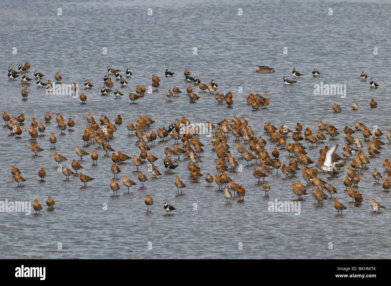 Group godwits hi-res stock photography and images - Alamy