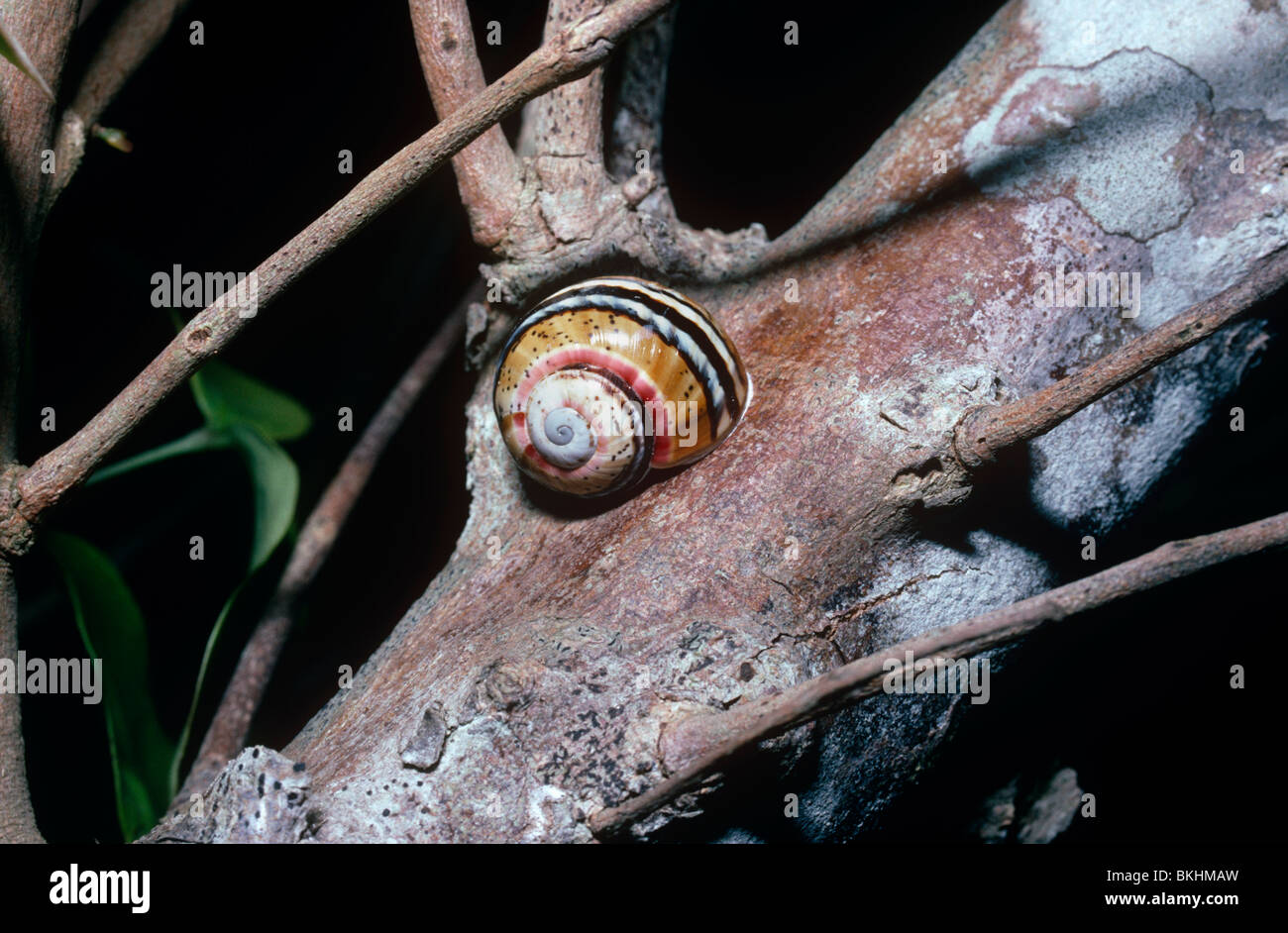 Cuban tree snails hi-res stock photography and images - Alamy