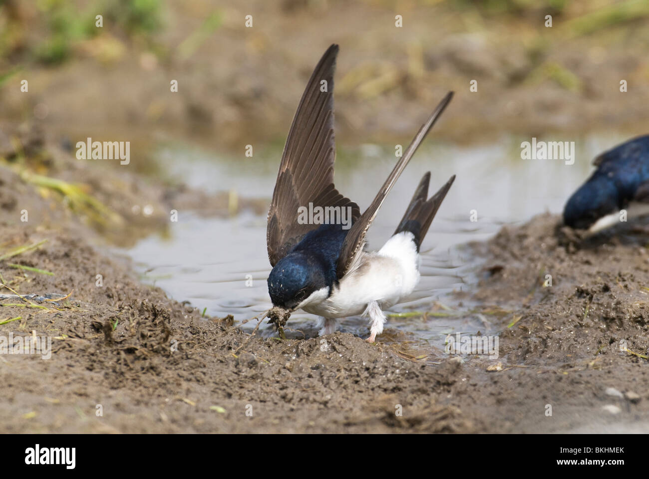 Common House Martin collecting mud as nesting material Stock Photo - Alamy