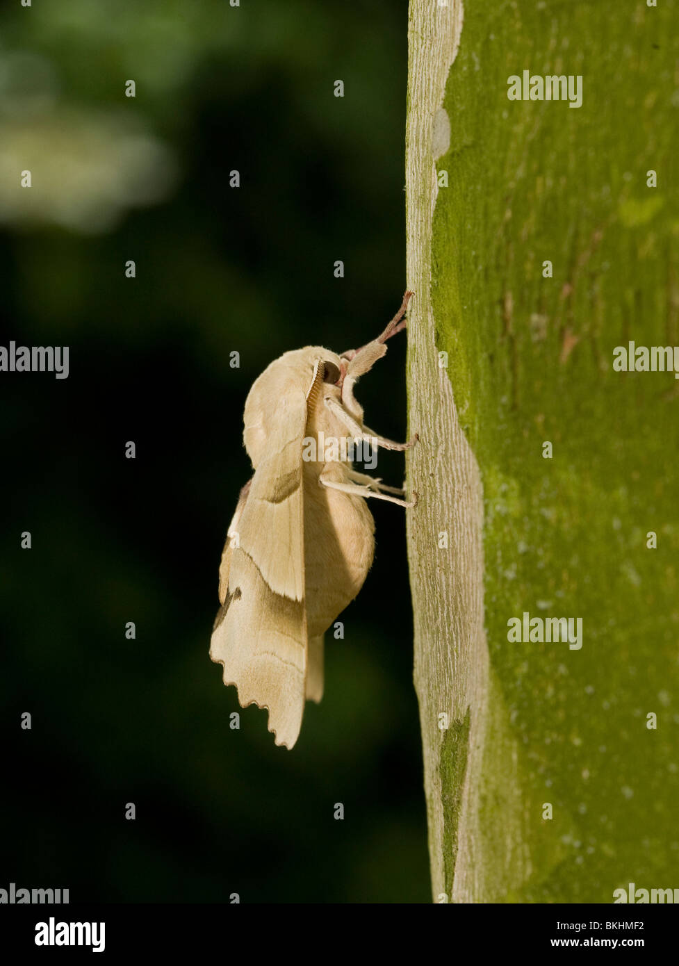 Eikenpijlstaart, Marumba quercus, Oak Hawk-moth Stock Photo - Alamy