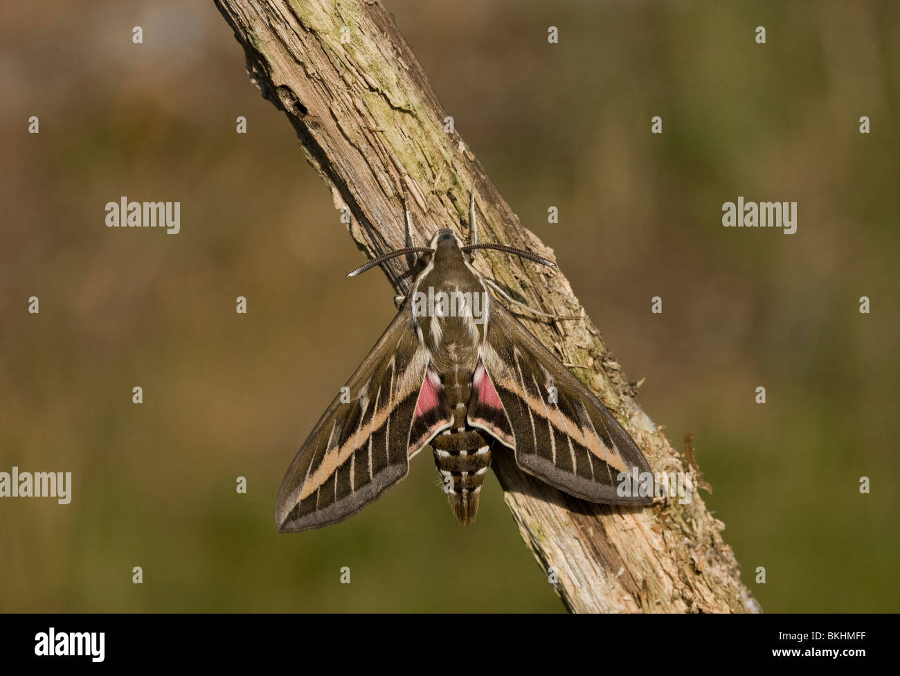 Gestreepte pijlstaart hi-res stock photography and images - Alamy