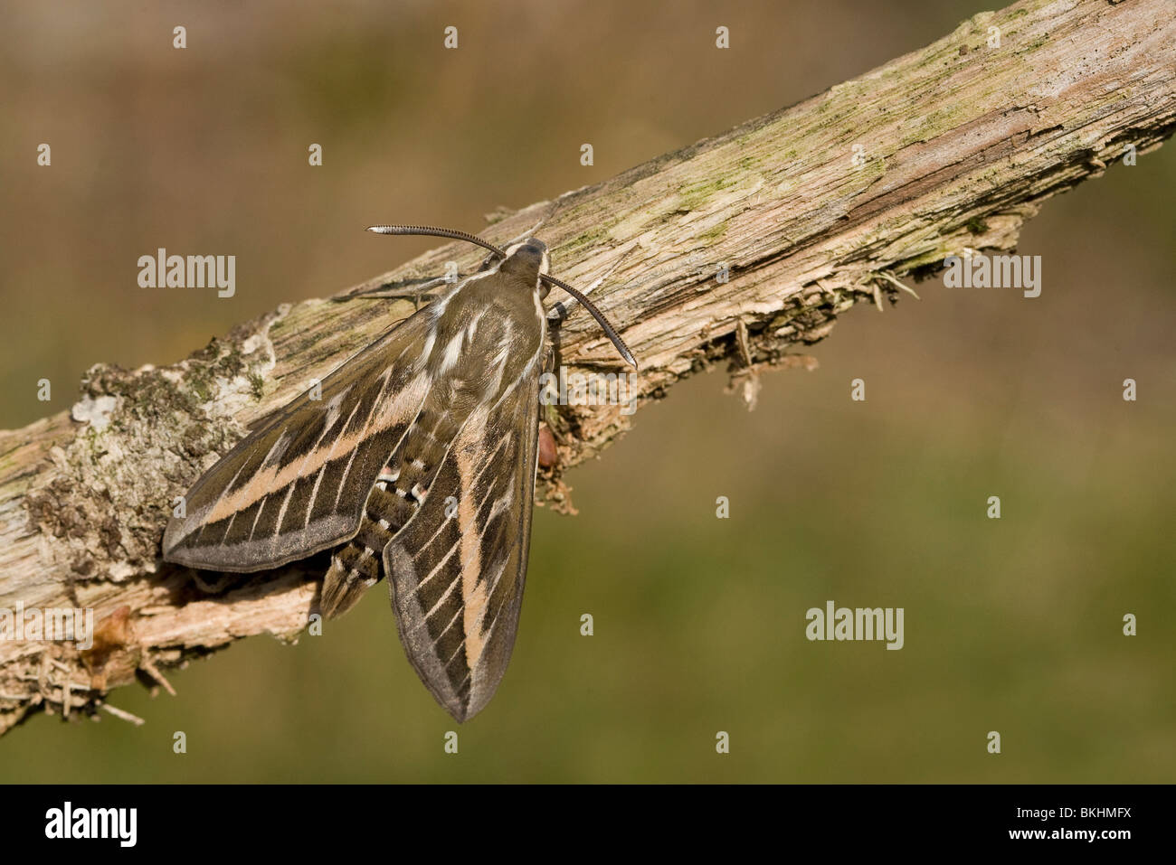 Gestreepte pijlstaart, Hyles livornica, Striped Hawk-moth Stock Photo ...