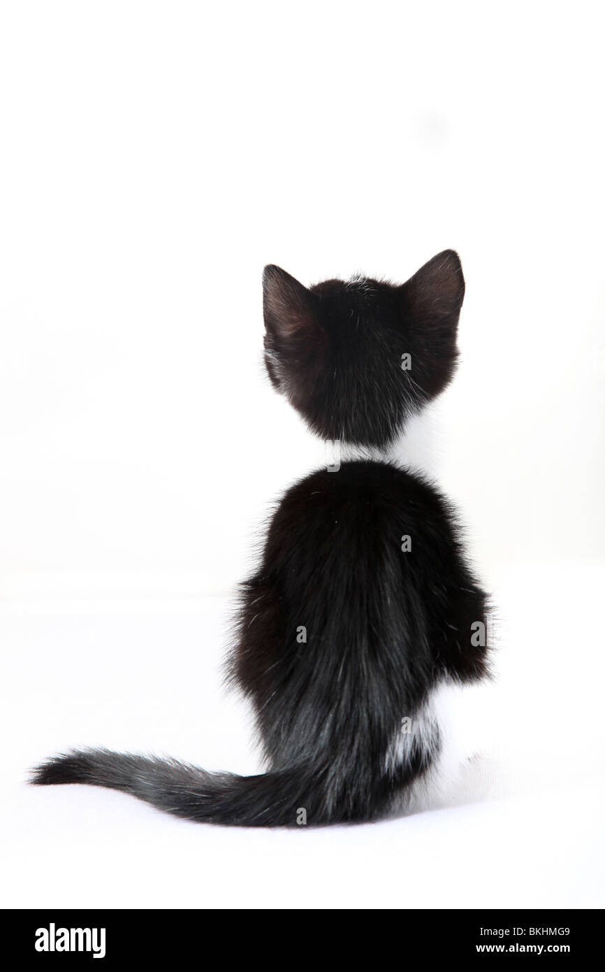 kitten from behind against a white background - cutout Stock Photo - Alamy