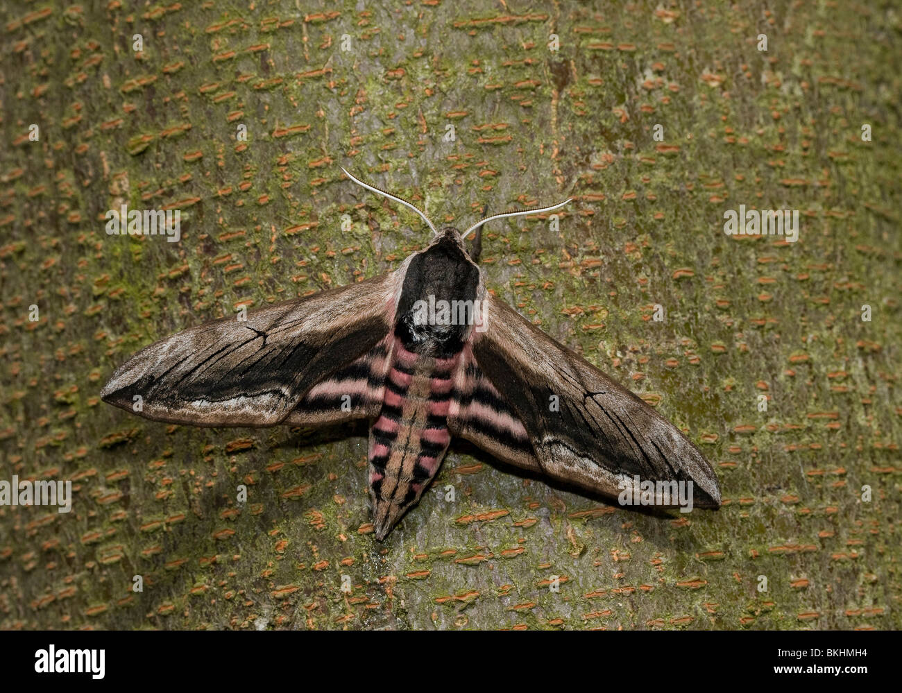 Privet Hawk-moth (Sphinx ligustri Stock Photo - Alamy