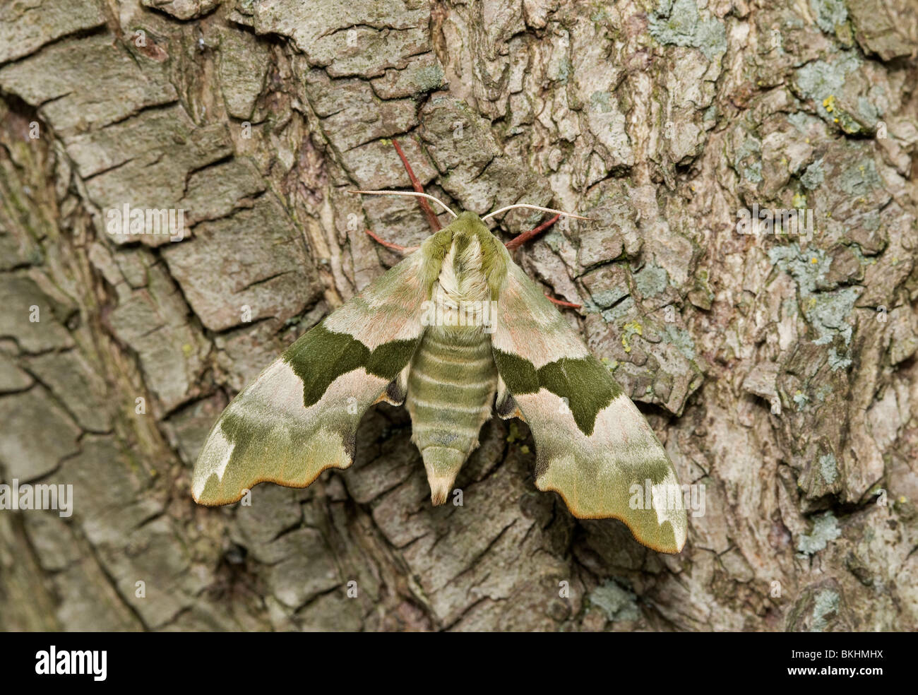 Lime hawk-moth (Mimas tillae Stock Photo - Alamy