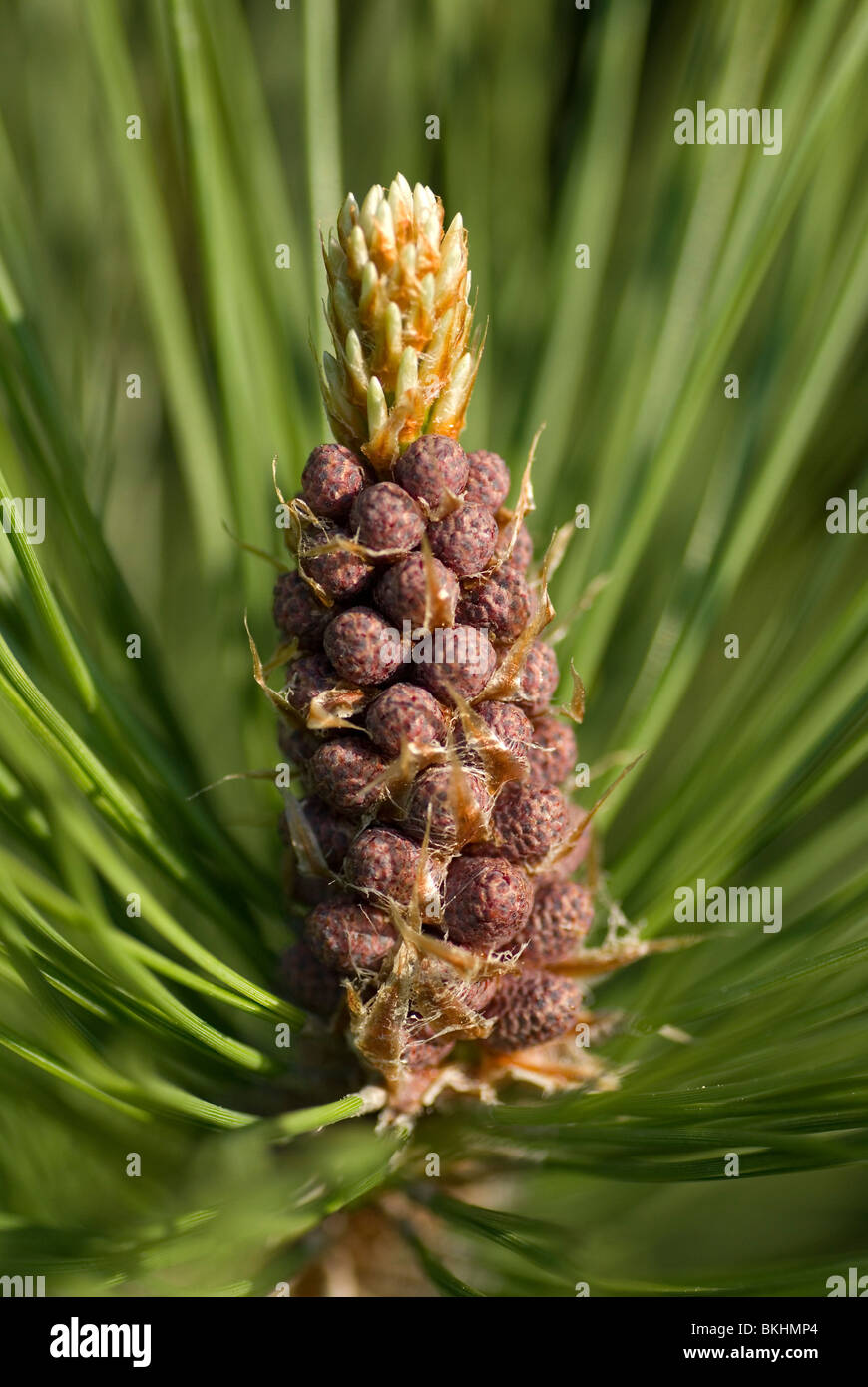 Bloeiwijze van de Amerikanse Rode Den,A blooming Red Pine Stock Photo ...