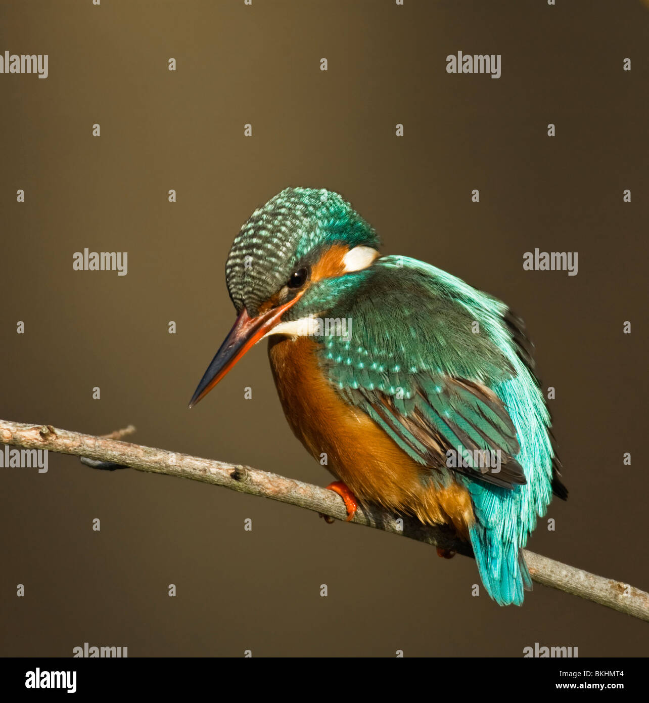 Common kingfishe hi-res stock photography and images - Alamy