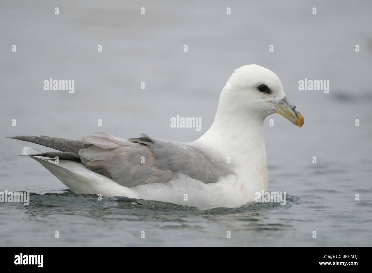 Zwemmende Noordse Stormvogel Stock Photo - Alamy